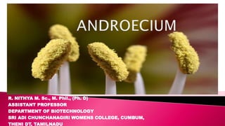 Androecium | PPTX
