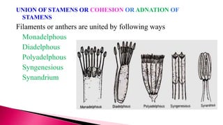 Androecium | PPT