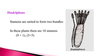 Androecium | PPT | Free Download