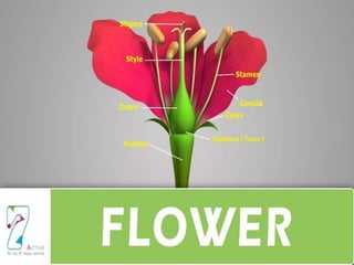 Androecium(male reproductive part) | PPTX