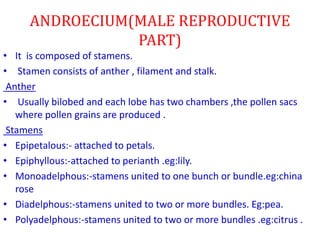 Androecium(male reproductive part) | PPTX