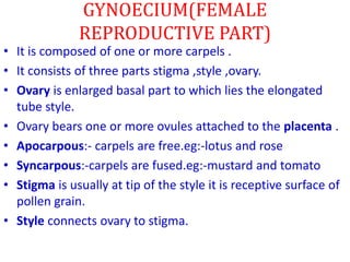 Androecium(male reproductive part) | PPTX
