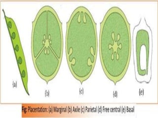 Androecium(male reproductive part) | PPTX
