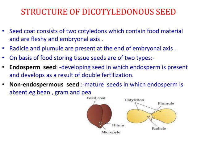 Androecium(male reproductive part) | PPTX