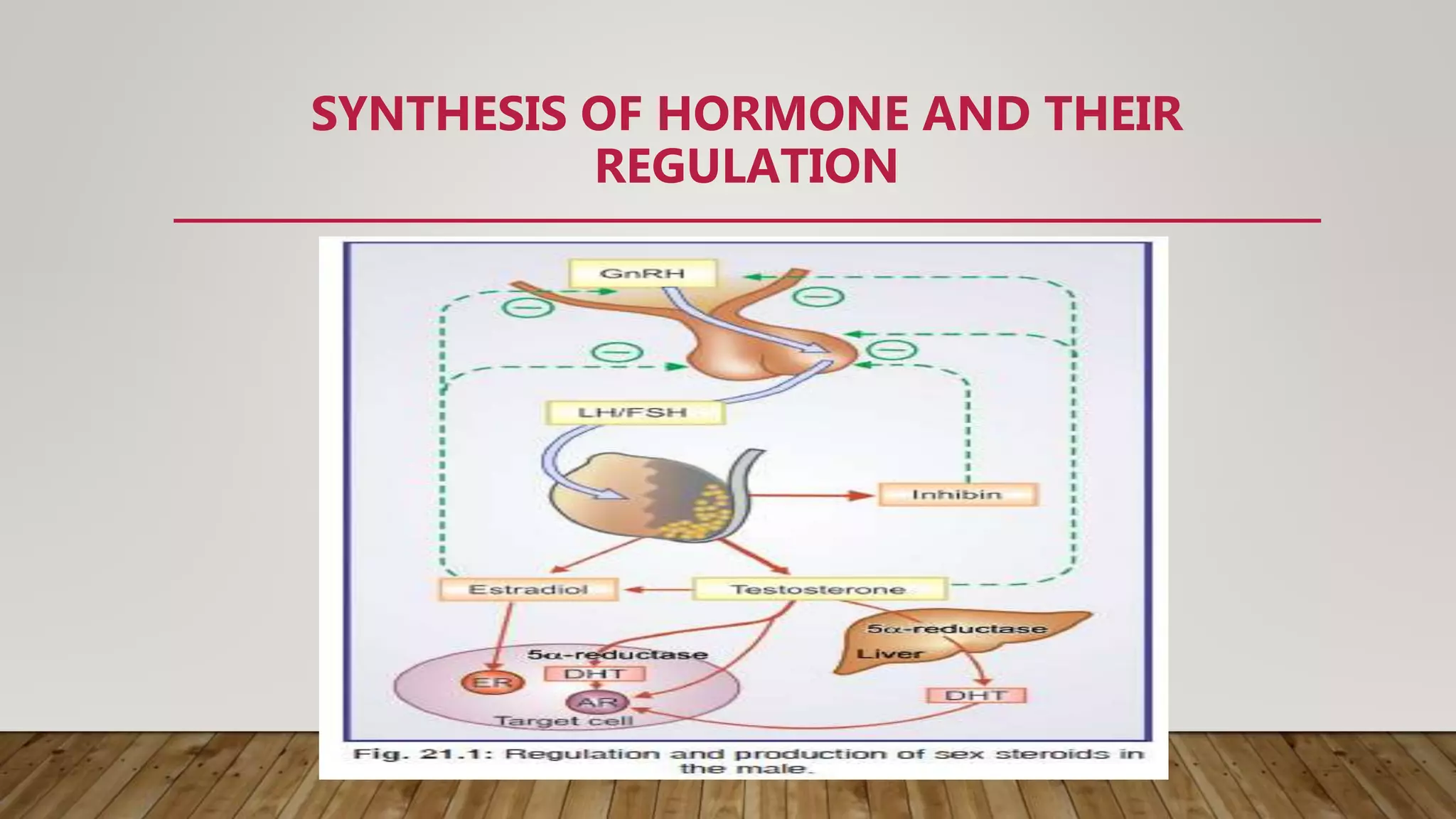 Androgen: the male reproductive system | PPT