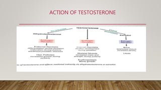 Androgen: the male reproductive system | PPT