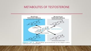 Androgen: the male reproductive system | PPTX
