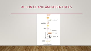 Androgen: the male reproductive system | PPT