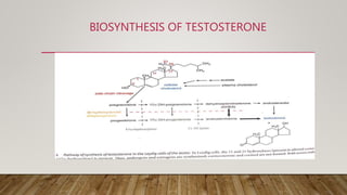 Androgen: the male reproductive system | PPTX
