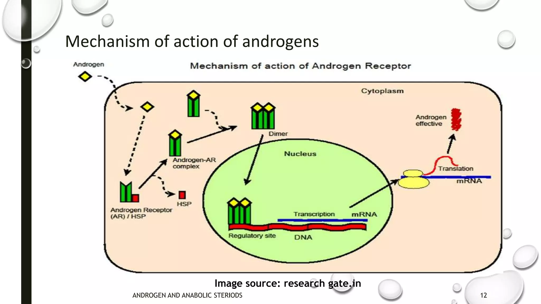 ANDROGEN AND ANABOLIC STEROIDS.pptx
