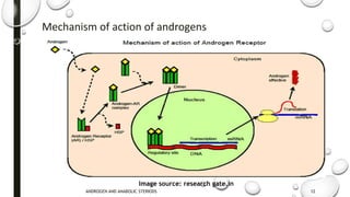 ANDROGEN AND ANABOLIC STEROIDS.pptx