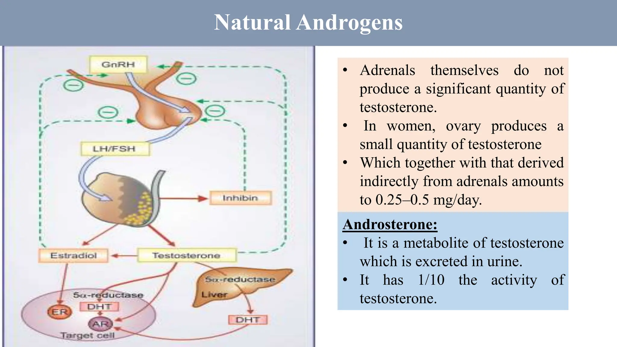 Androgen ppt by Baasir Umair Khatak.pptx