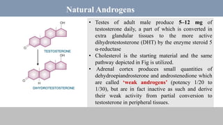 Androgen ppt by Baasir Umair Khatak.pptx