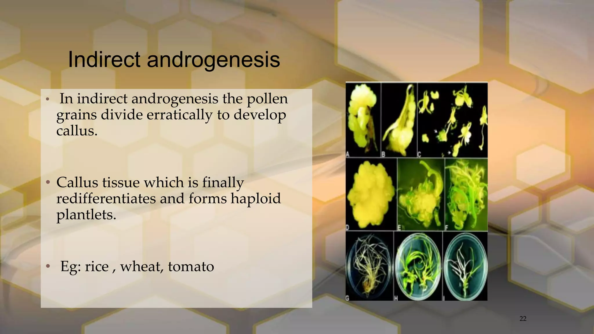 Androgenesis | PPTX