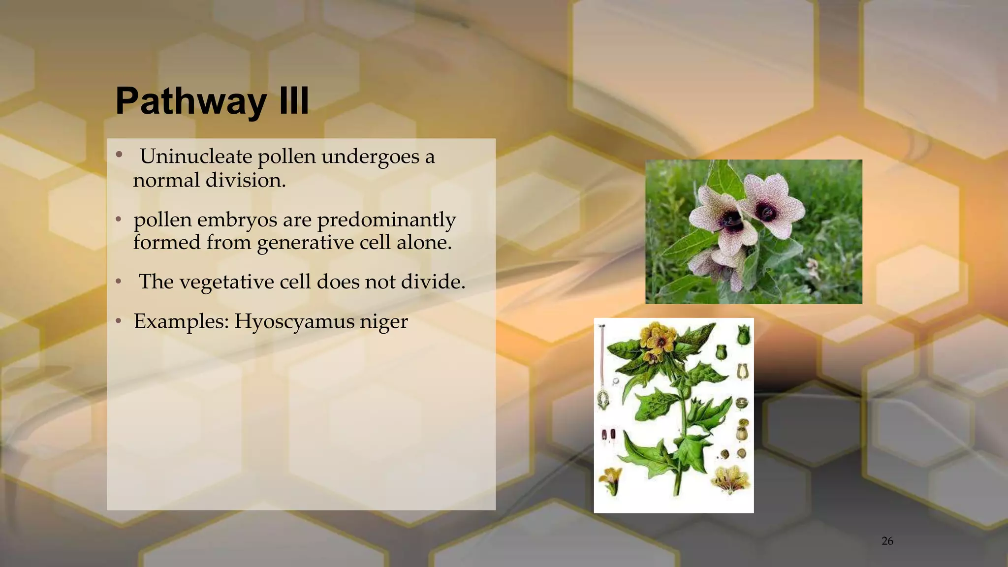 Androgenesis | PPTX