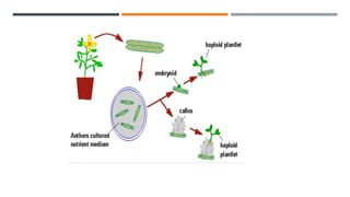 Androgenesis theresa- 9653 | PPTX