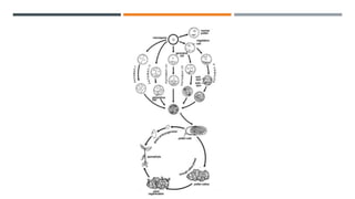 Androgenesis theresa- 9653 | PPTX