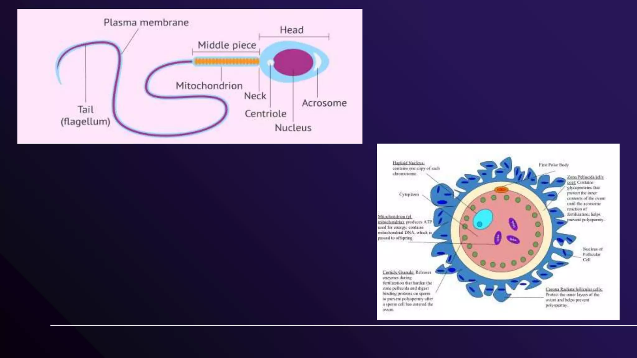 Androgenesis, Gynogenesis- Induction.pptx