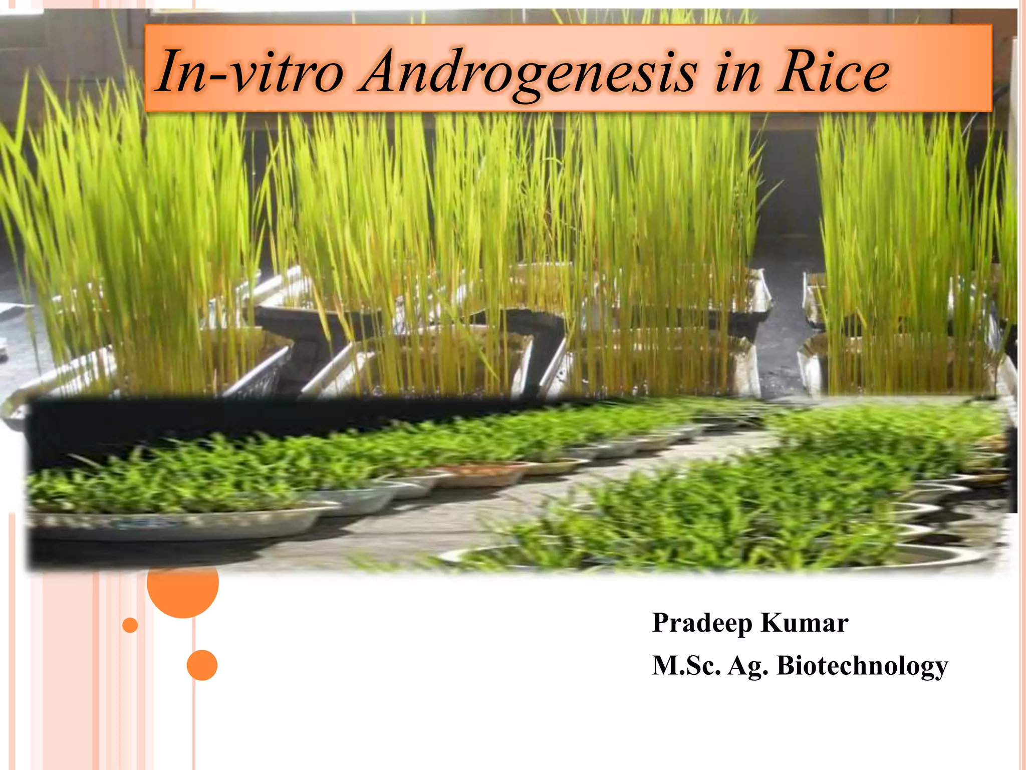 Androgenesis of rice | PPTX
