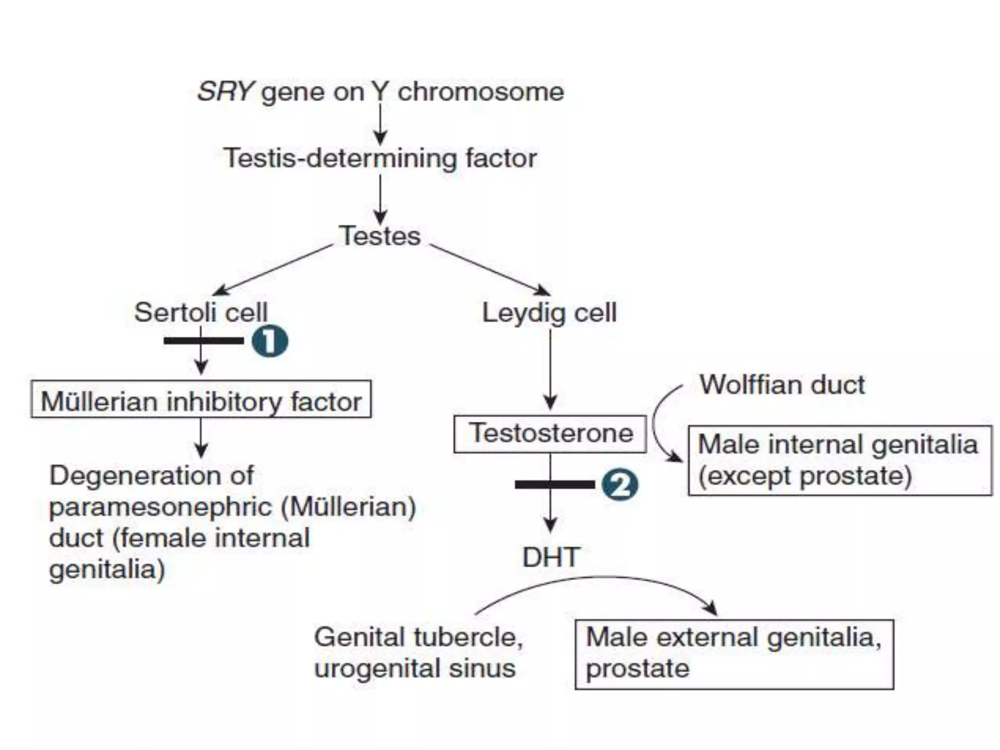 Androgen Insensitivity Syndrome (Testicular Feminization Syndrome) | PPTX