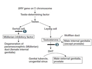 Complete Androgen Insensitivity Syndrome Diagram