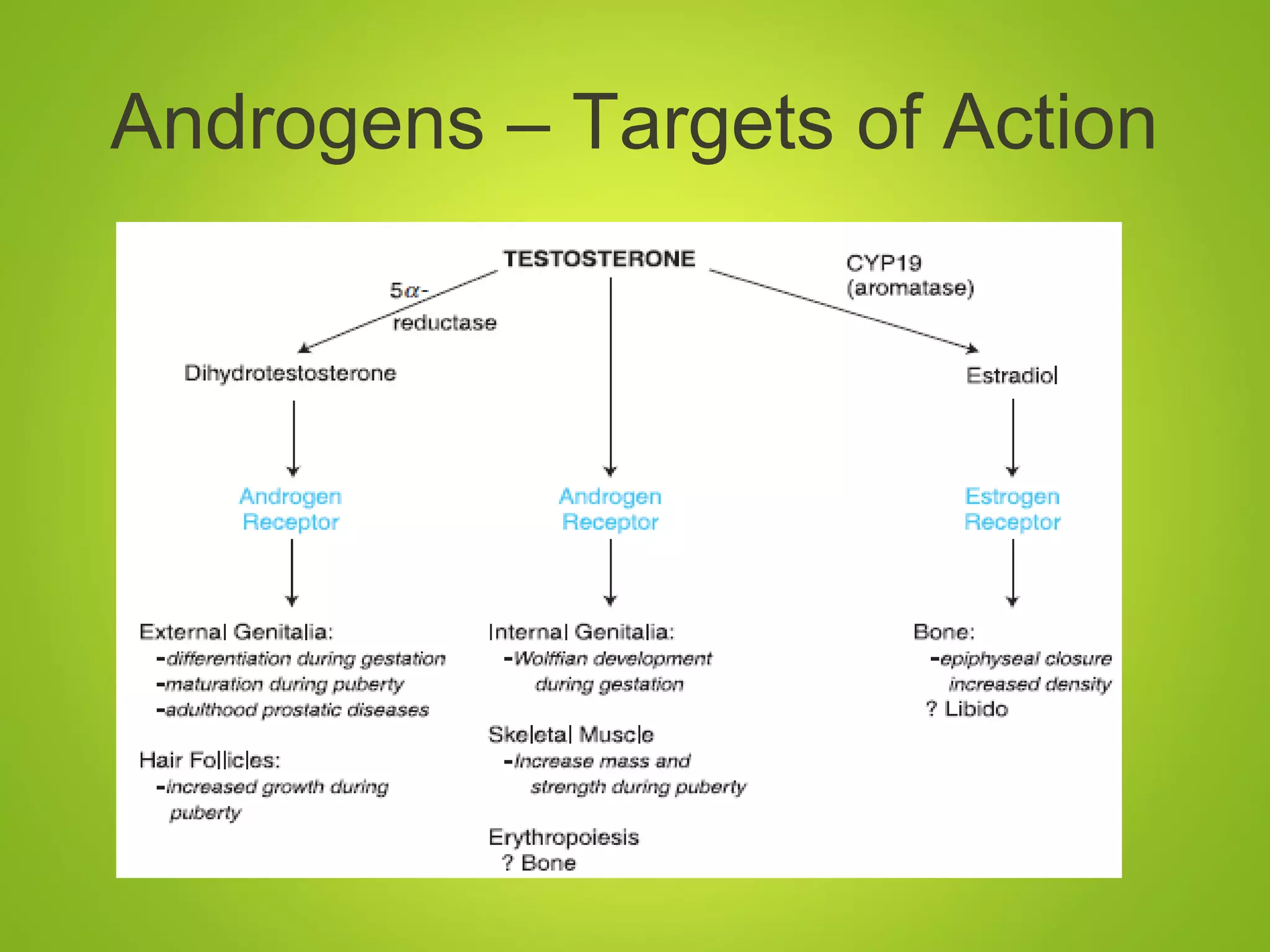 Androgens - drdhriti | PPT