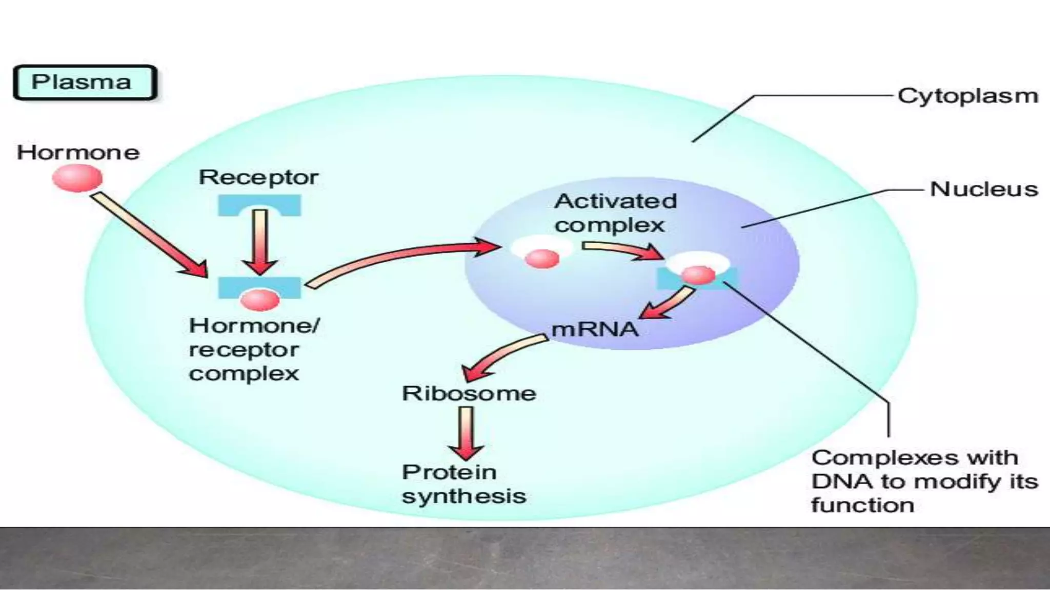 Androgens and Anabolic Steroids and Anti-androgens.pptx