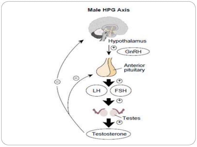 Androgens and antiandrogens | PPTX