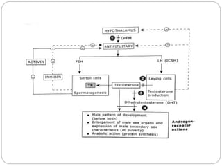 Androgens and antiandrogens | PPTX