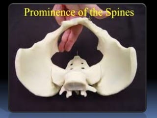 Android pelvis | PPTX