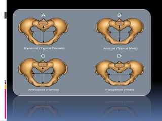 Android pelvis | PPTX