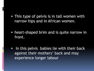 Android pelvis | PPTX