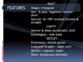Android pelvis | PPTX