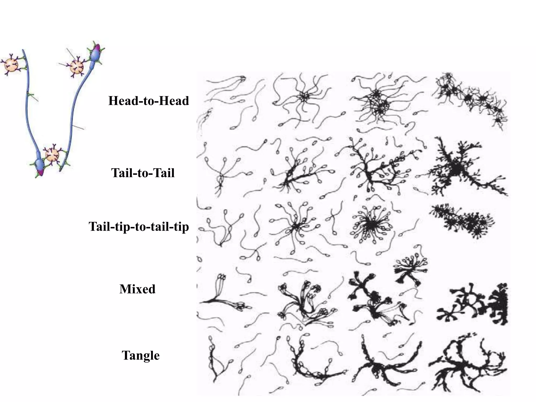 Andrology lab | PPTX