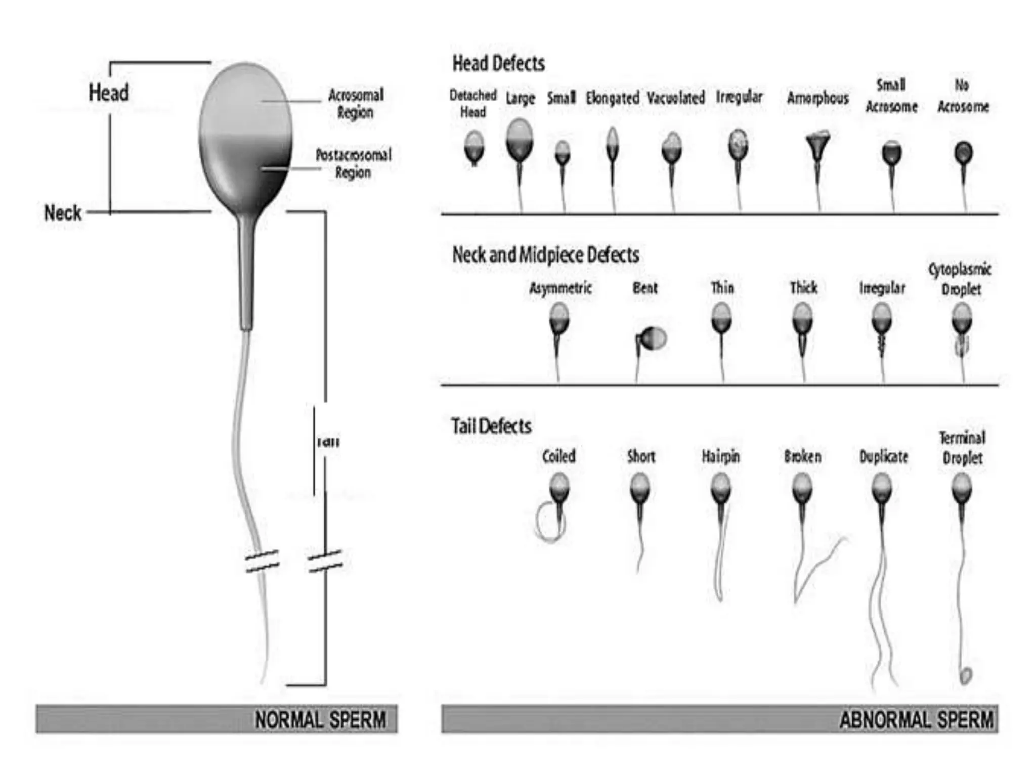 Andrology lab | PPTX