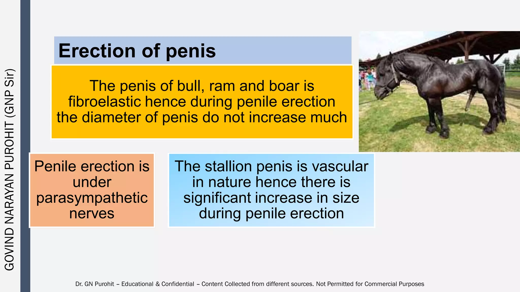 Andrology lecture 10 sexual behavior in male animals | PDF