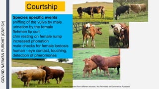 Andrology lecture 10 sexual behavior in male animals | PDF