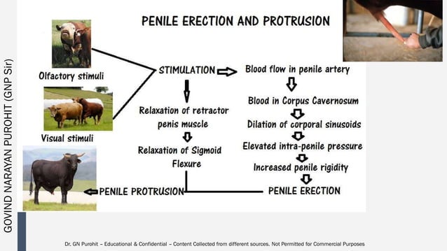 Andrology lecture 10 sexual behavior in male animals | PDF | Sexual ...
