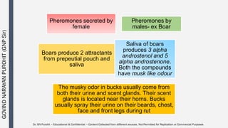 Andrology lecture 10 sexual behavior in male animals | PDF