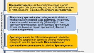 Andrology lecture 11 spermatogenesis | PDF