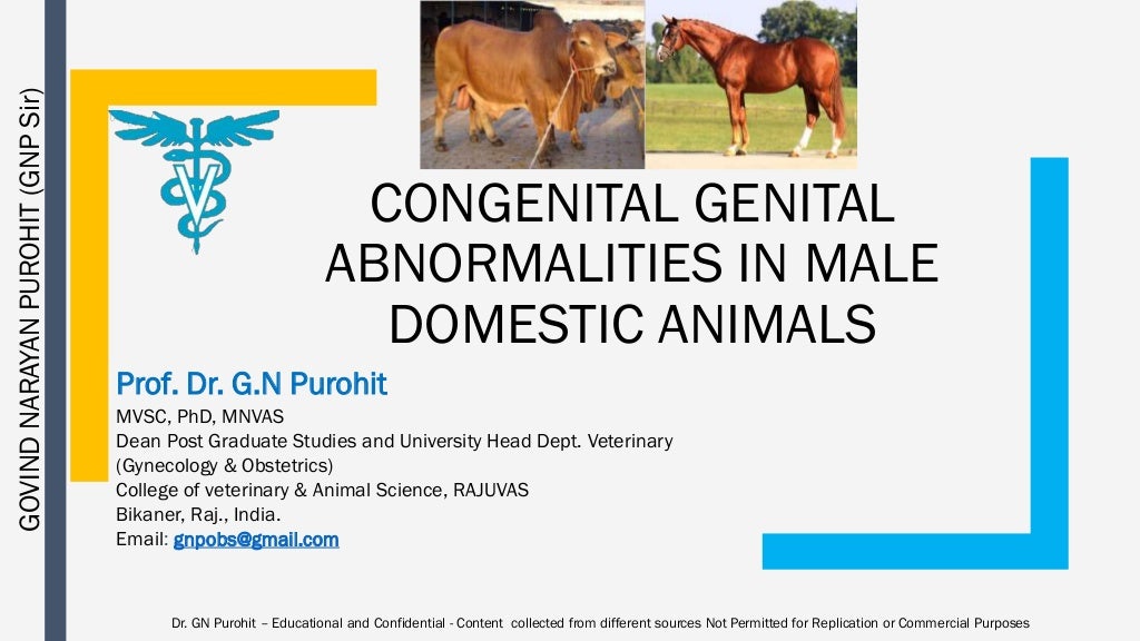 Andrology lecture 12 male genital abnormalities