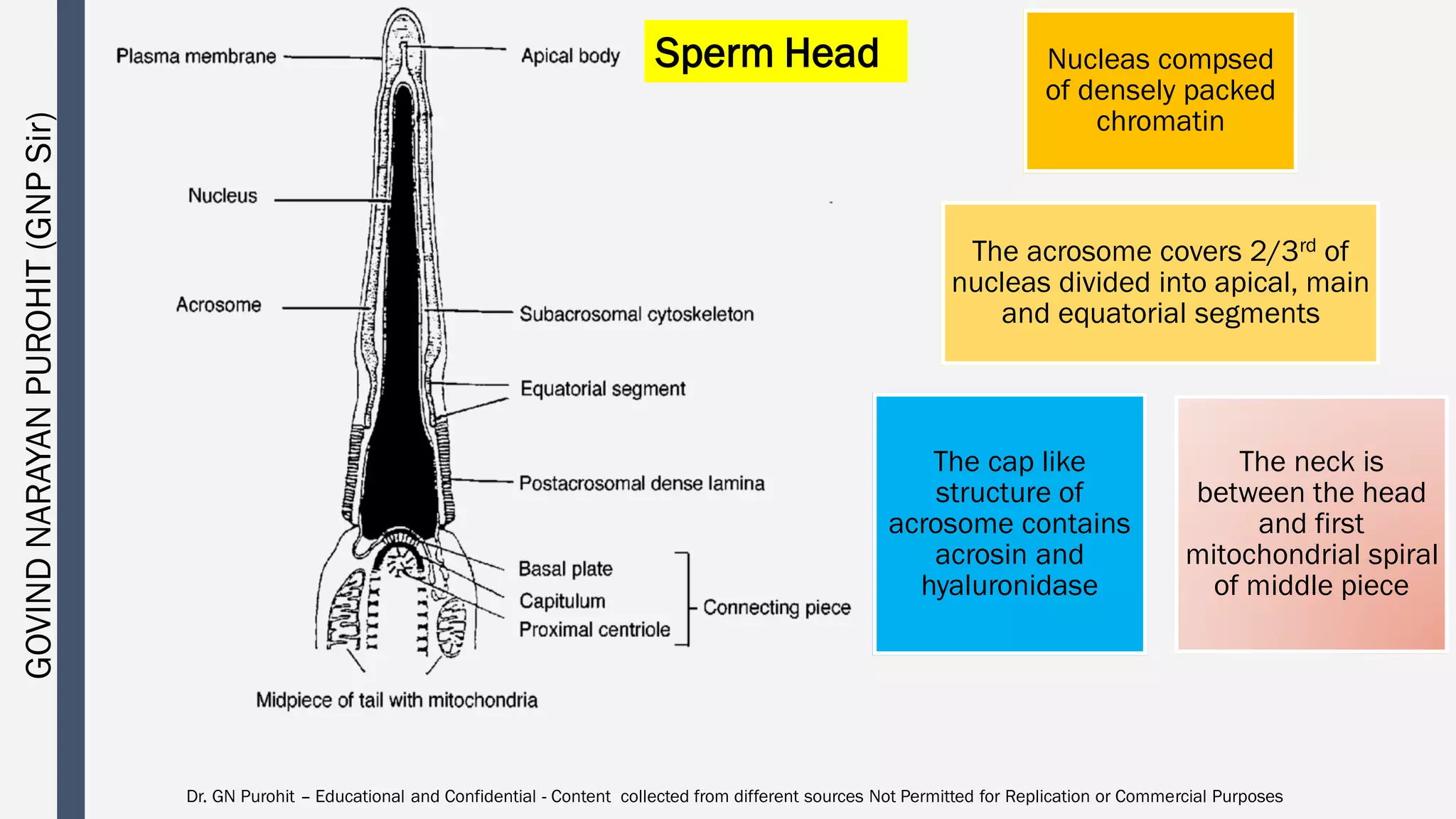 Andrology lecture 14 semen and its composition in male animals (1) | PDF