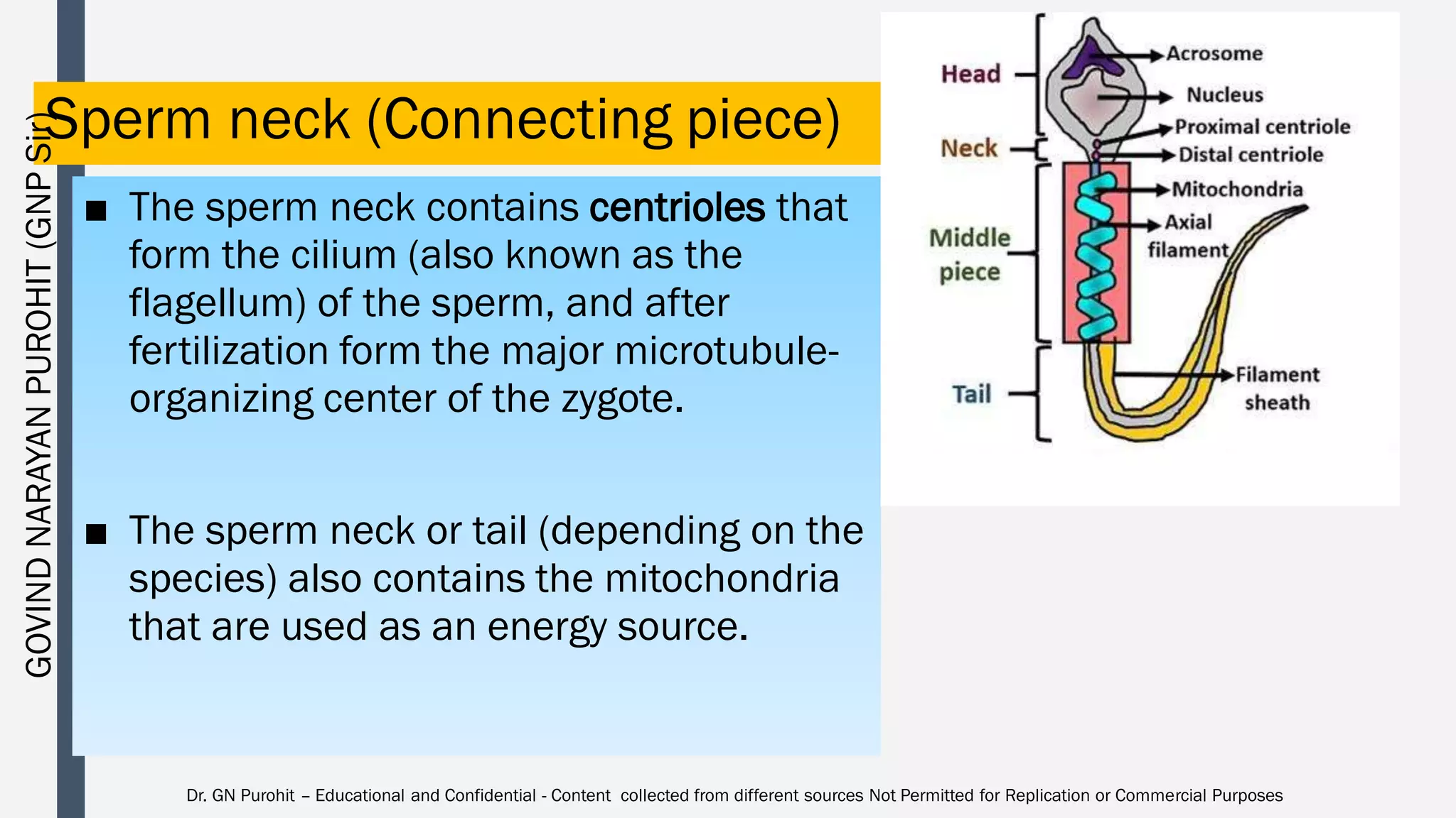 Andrology lecture 14 semen and its composition in male animals (1) | PDF