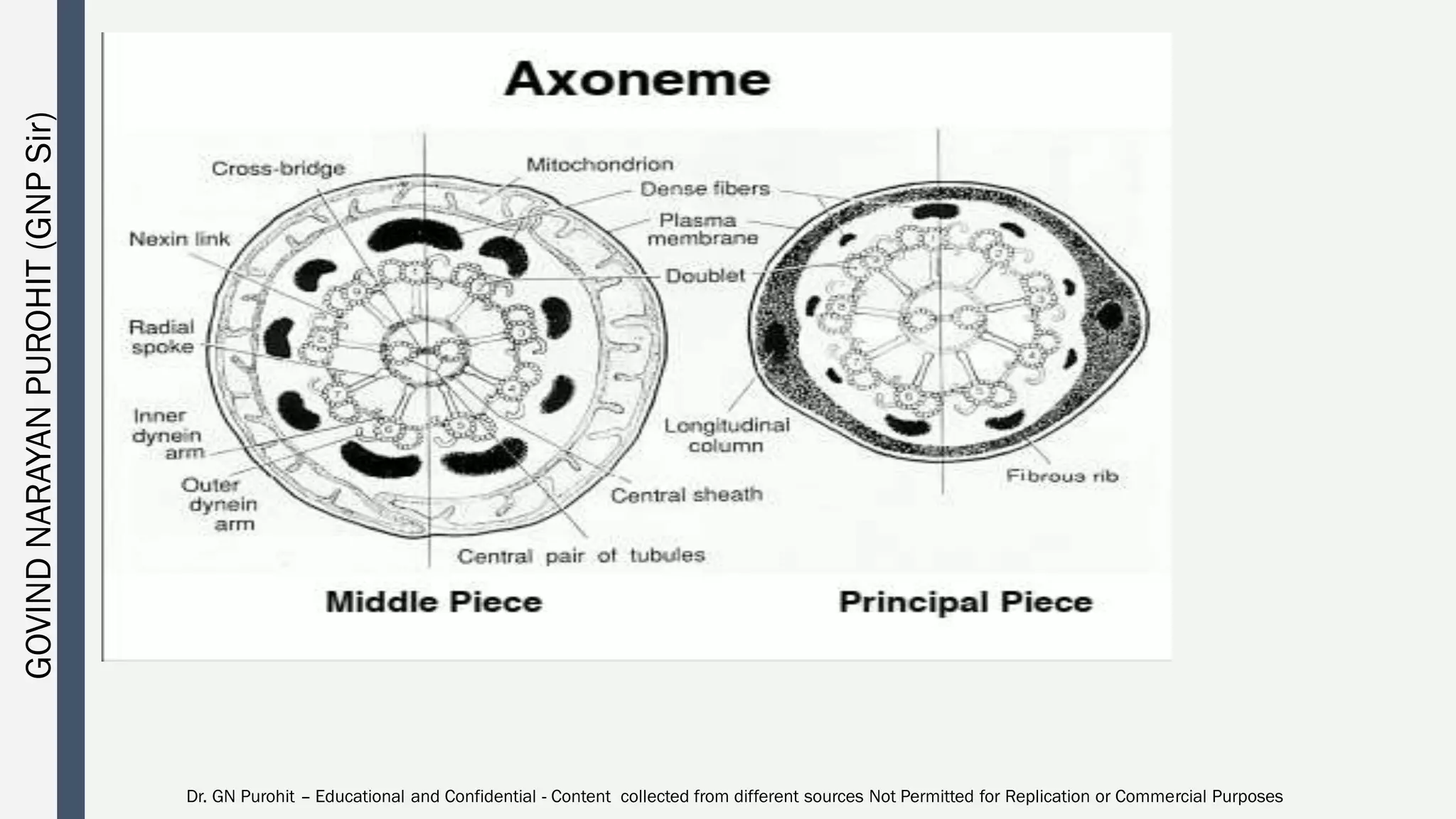 Andrology lecture 14 semen and its composition in male animals (1) | PDF