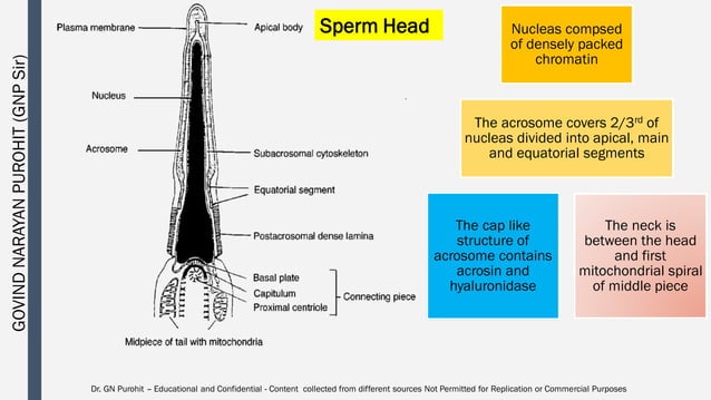 Andrology lecture 14 semen and its composition in male animals (1) | PDF