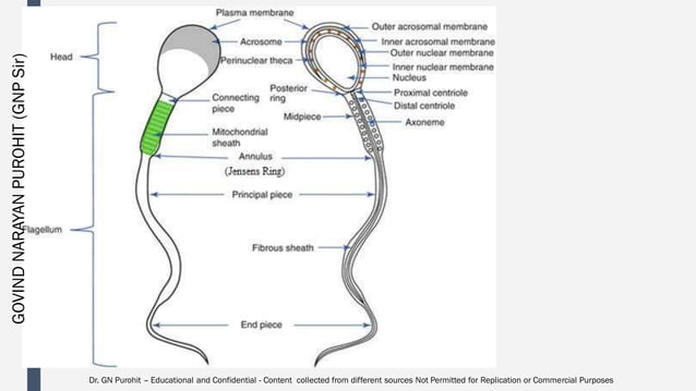 Andrology lecture 14 semen and its composition in male animals (1) | PDF
