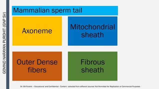 Andrology lecture 14 semen and its composition in male animals (1) | PDF