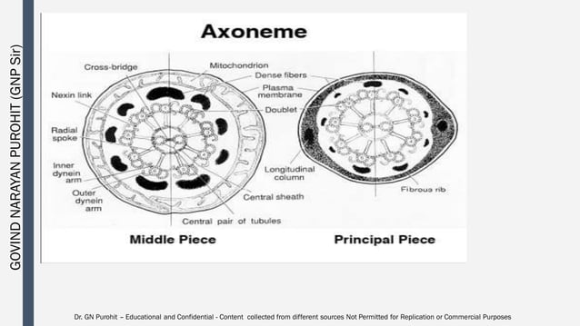 Andrology lecture 14 semen and its composition in male animals (1) | PDF