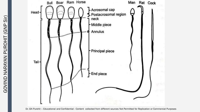 Andrology lecture 14 semen and its composition in male animals (1) | PDF