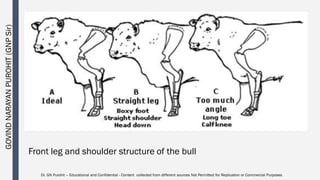 Andrology lecture 15 Breeding soundness evaluation of bulls | PDF